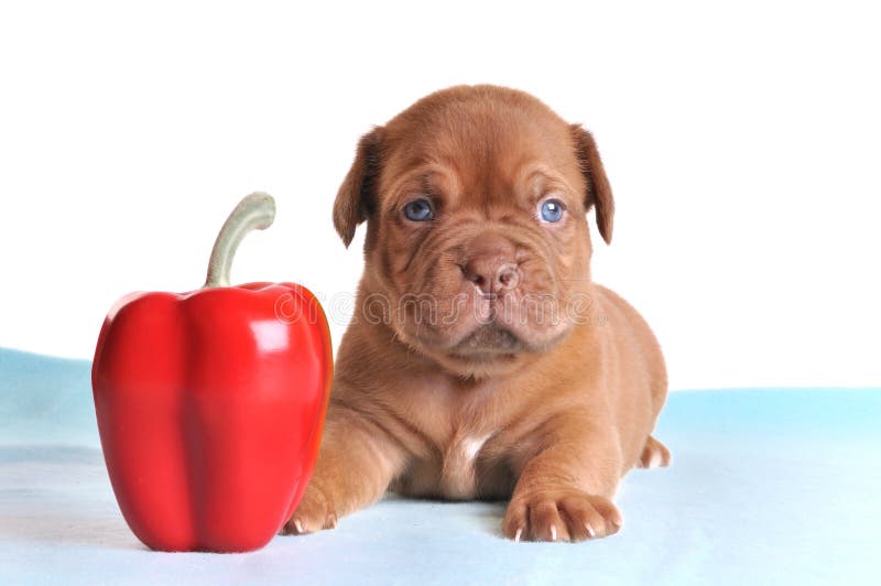 English Bulldog Puppy Eating Spaghetti Stock Image - Image of spaghetti ...