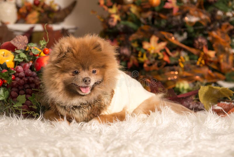 Puppy Autumn stock image. Image of clothes, live, kids - 62851355