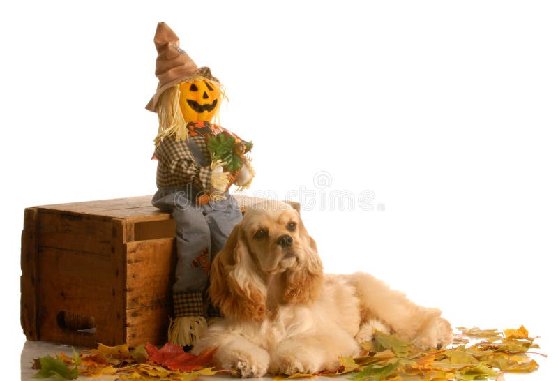 Puppy in autumn scene stock image. Image of purebred, leaf - 7742771