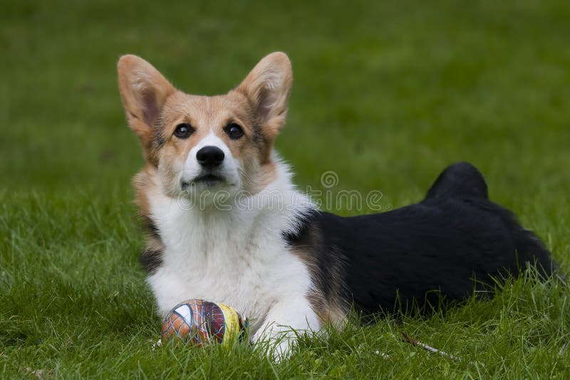 Puppy with ball stock image. Image of laying, small, play - 31234221
