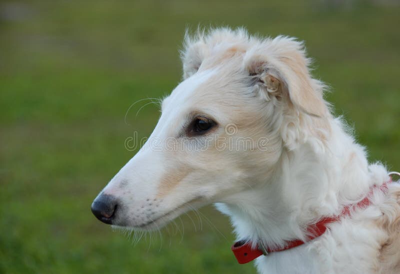 Puppy barzoi stock image. Image of nature, whippet, animal - 7420347