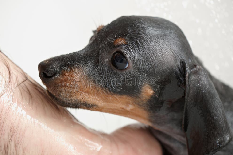 Puppy bath stock image. Image of shower, expression, animals - 15336015