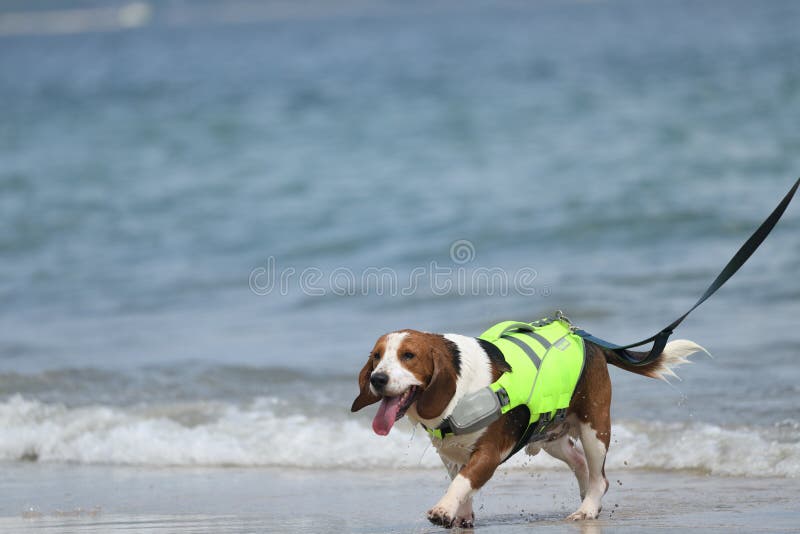 Beagle dog at beach stock image. Image of huntdog, doll - 218435283