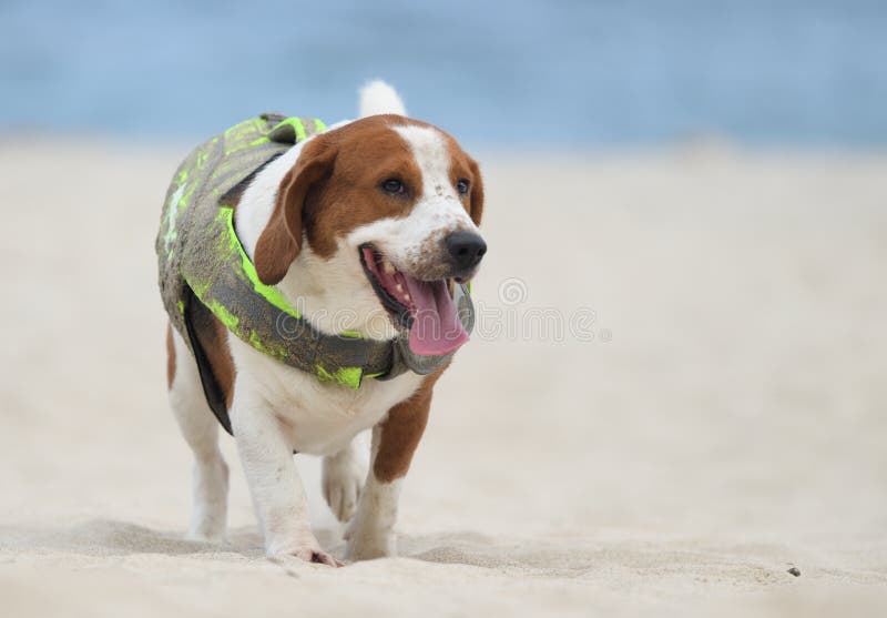 Beagle dog at beach stock photo. Image of pick, hair - 218435304