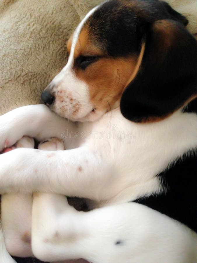 Puppy beagle sleeping stock photo. Image of young, rest - 175097302