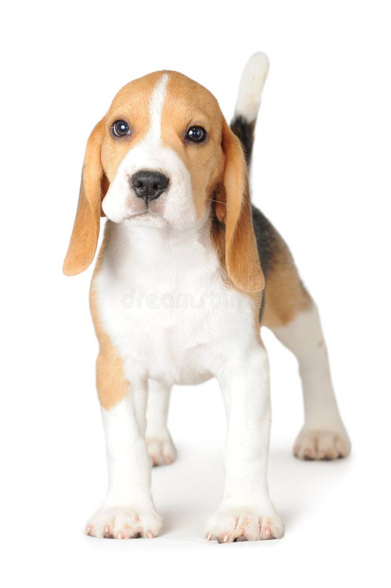 15,171 Beagle White Background Stock Photos - Free & Royalty-Free Stock ...