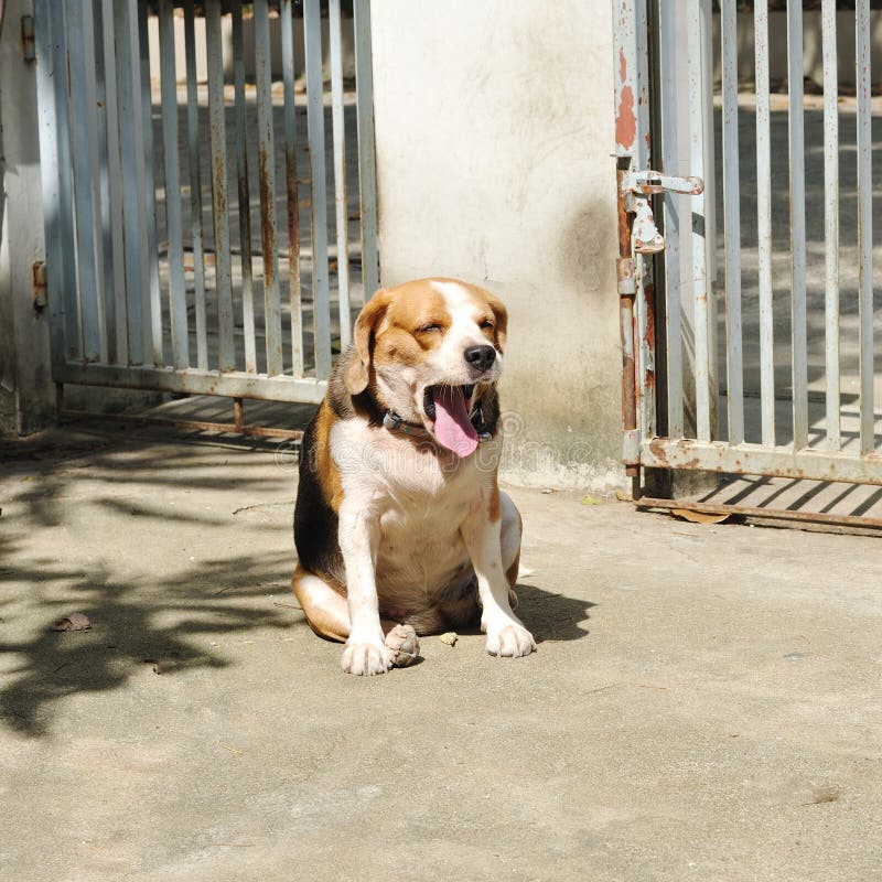 Puppy Beagle Yawning in Morning Stock Image - Image of adorable, fence ...