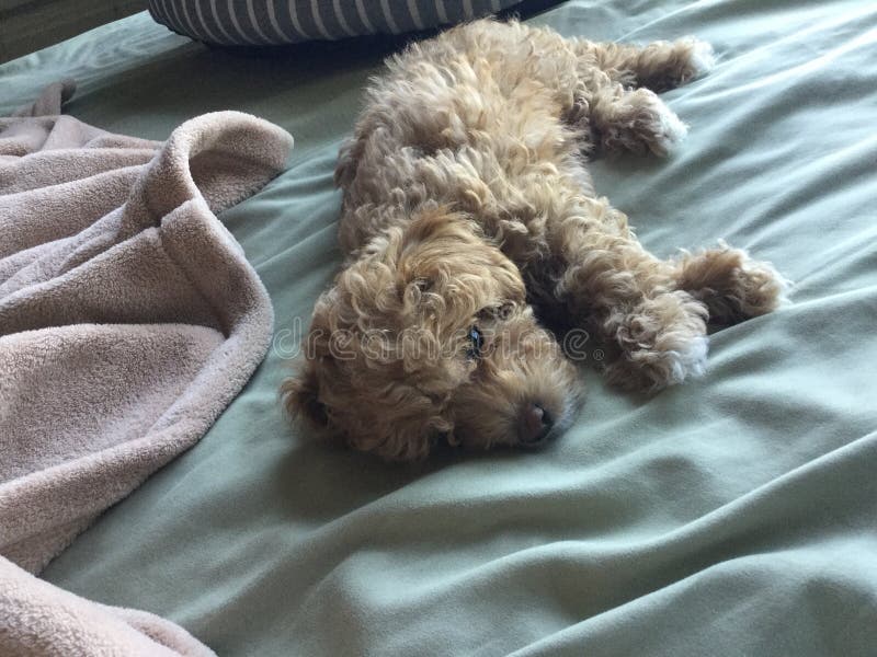 Puppy on Bed stock image. Image of puppy, sheets, poodle - 119998341
