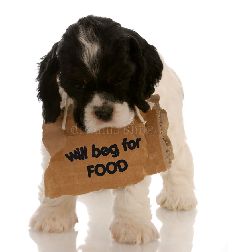 Puppy begging stock image. Image of face, looking, canine - 10501495