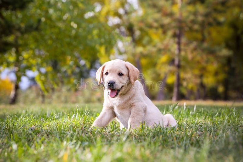 Puppy beige stock image. Image of little, droll, baby - 66338135