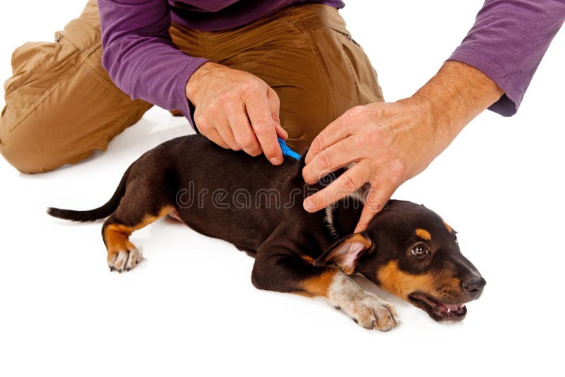 Puppy Being Microchipped stock image. Image of chip, baby - 32442873