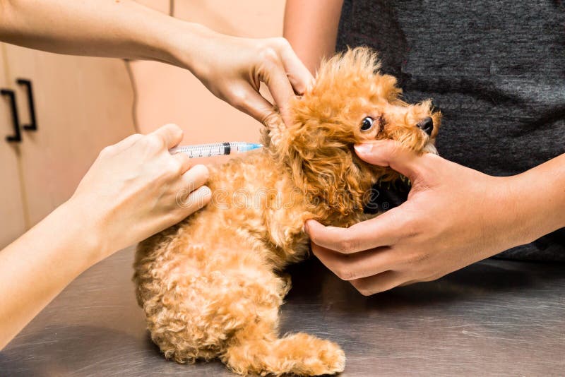 Puppy Being Vaccinated by a Vet Stock Image - Image of care, syringe ...