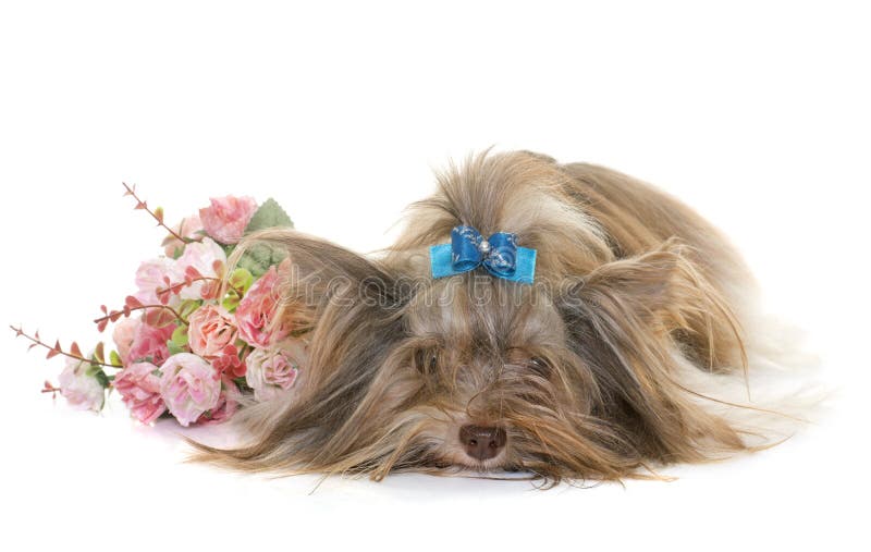 Puppy Biro Yorkshire Terrier Stock Photo - Image of yorkshire, terrier ...