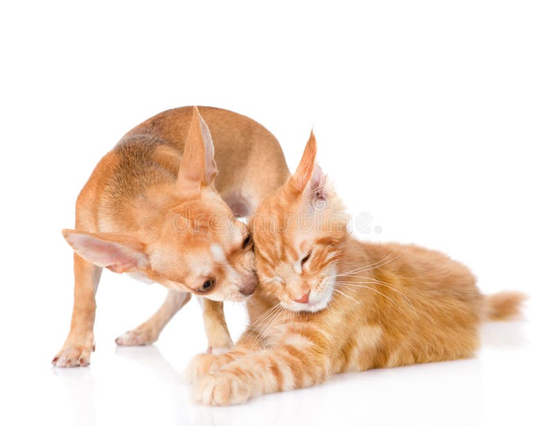 Puppy Bites the Cat`s Ear. Isolated on White Background Stock Photo ...