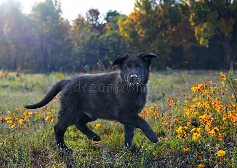 Puppy Black German Shepherd in Nature Stock Image - Image of german ...