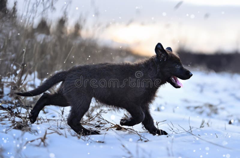 Puppy Black German Shepherd in Nature Stock Photo - Image of animal ...