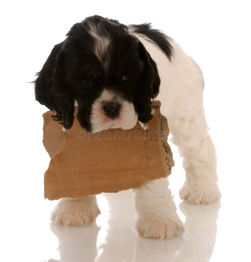 Puppy with Blank Sign Around Neck Stock Photo - Image of alone ...