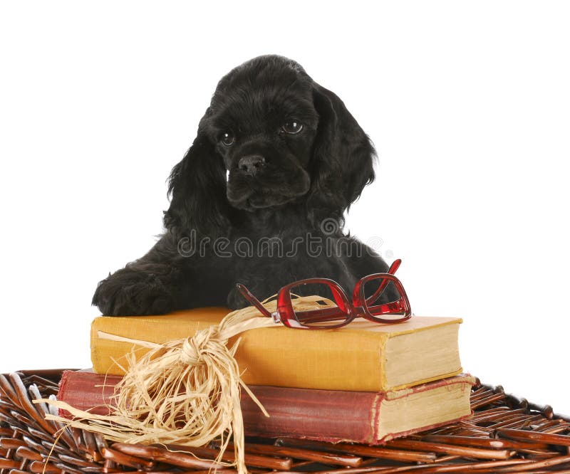 Labrador Retriever Lying Down on Some Books Stock Image - Image of ...