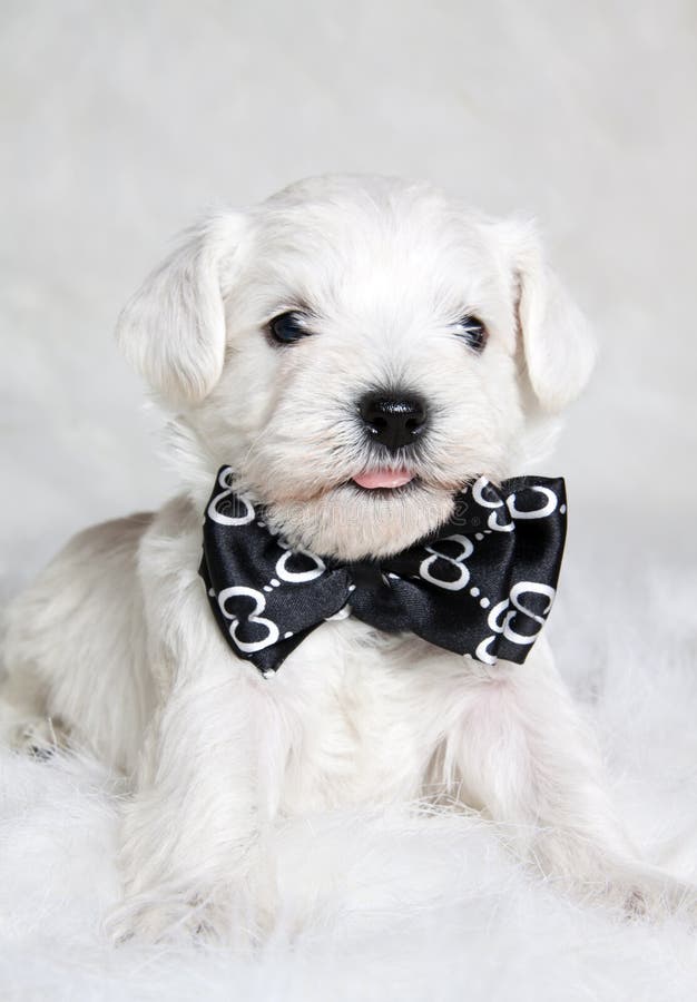 Puppy in bow tie stock photo. Image of nature, animals - 41151772