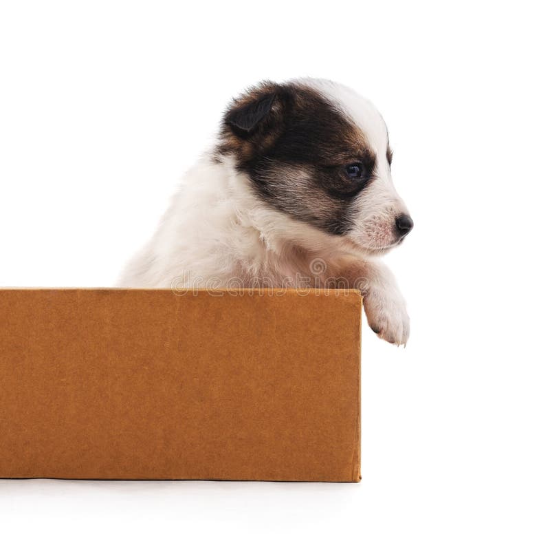 Sad Puppy Cardboard Box Stock Photos - Free & Royalty-Free Stock Photos ...