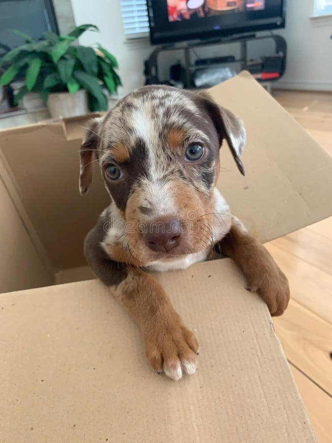 Puppy in a box stock image. Image of looking, puppy - 192207233