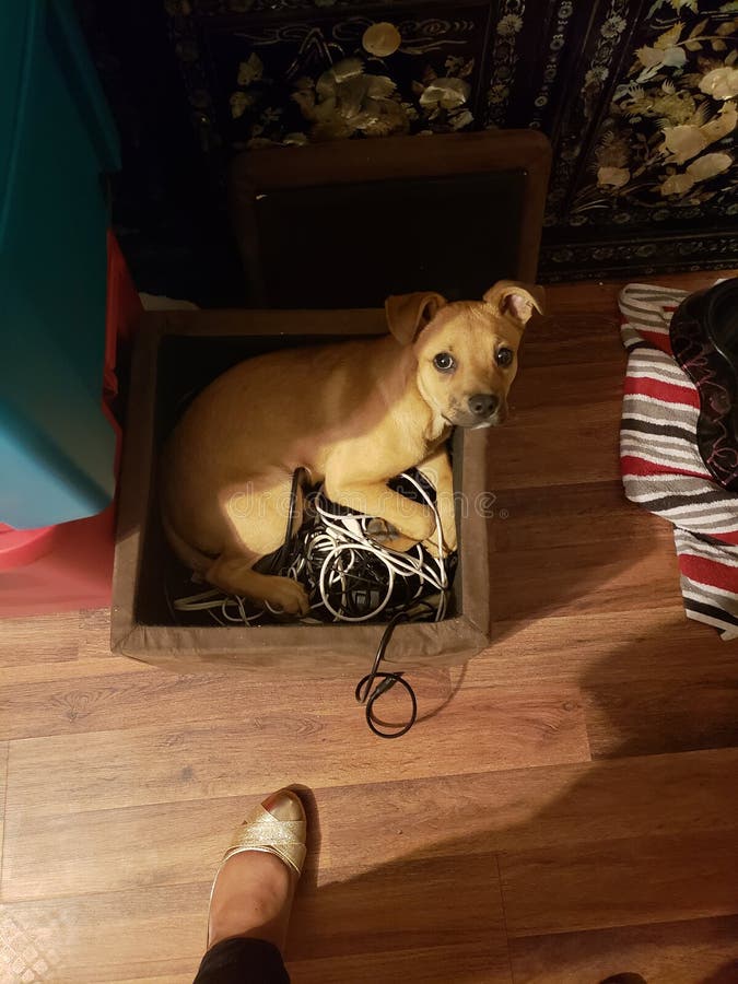 Puppy in a box stock photo. Image of puppy, sleeping - 148784274