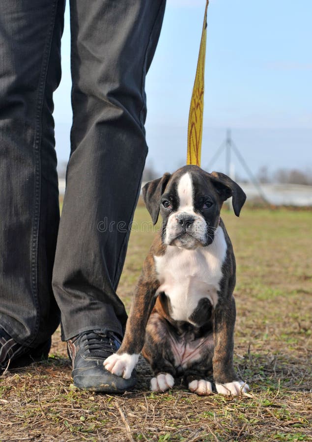 Puppy Boxer with Father stock photo. Image of boxers - 16906668