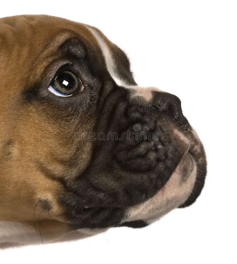 Gulls Looking Down stock photo. Image of wide, soaring - 103780