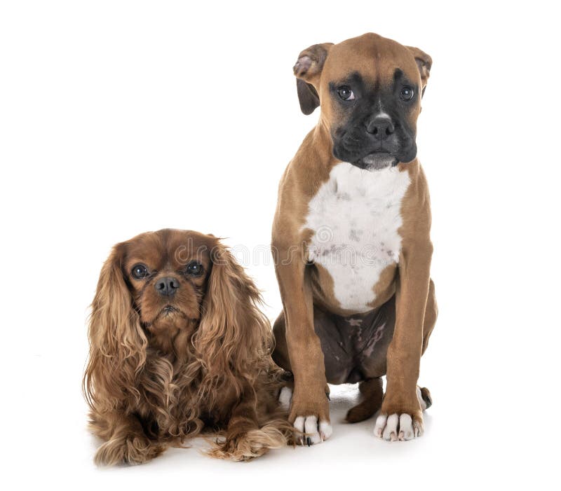 Puppy Boxer with Father stock photo. Image of boxers - 16906668
