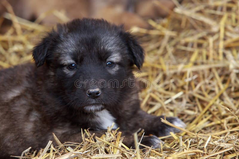 Puppy breed Alabai stock image. Image of belgian, puppy - 273600607