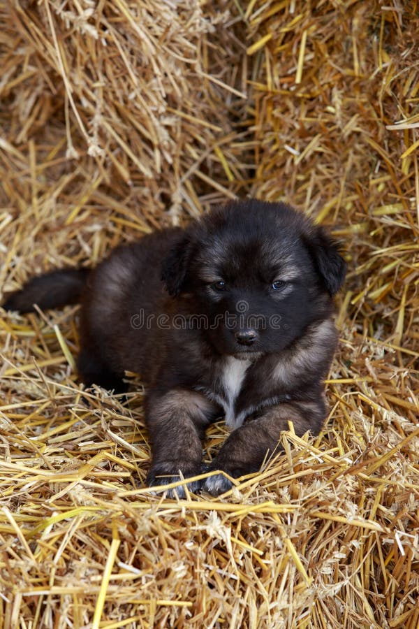 Puppy breed Alabai stock image. Image of little, purebred - 275447353