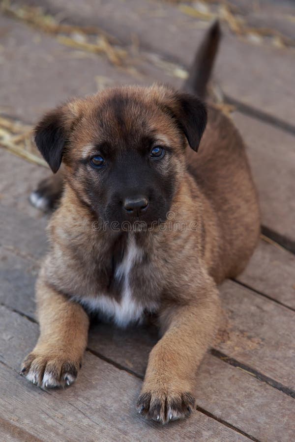 Puppy breed Alabai stock photo. Image of happy, cute - 273600642