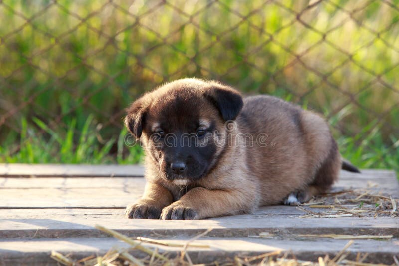 Puppy breed Alabai stock image. Image of puppy, glade - 273762749