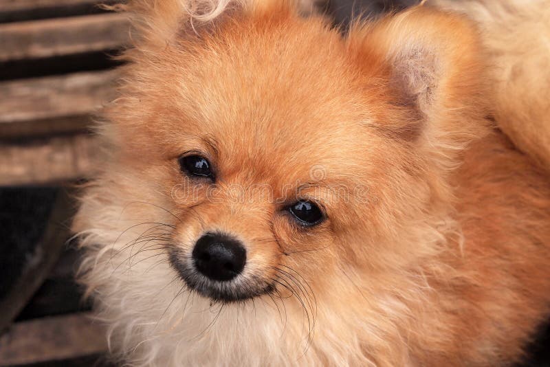 Puppy brown dog stock image. Image of bark, canny, look - 57322581