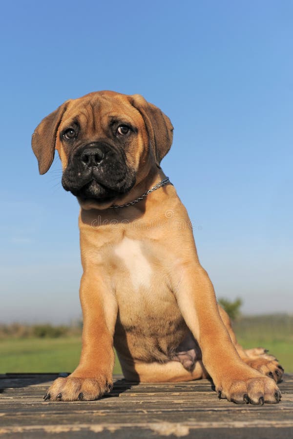 Puppy Bull Mastiff stock image. Image of animal, young - 22448281