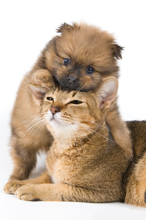 The puppy and kitten stock image. Image of purr, canine - 3184385