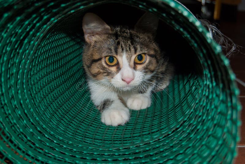 A Puppy Cat into a Plastic Net Rolled Up Stock Image - Image of ...