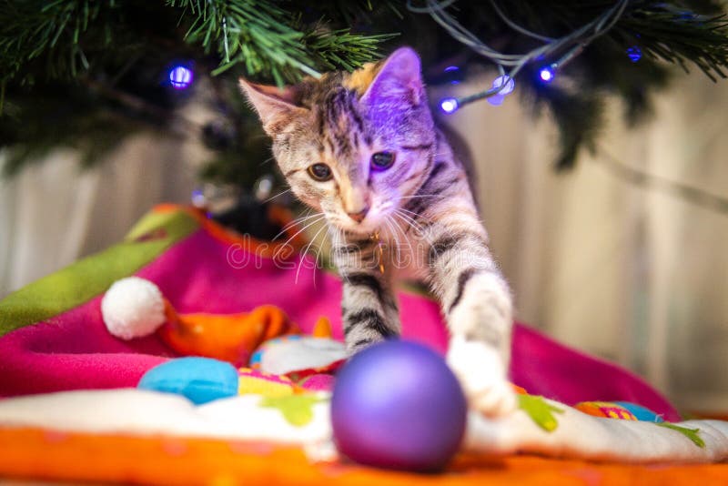 Puppy Cat Playing with a Christmas Ball Under the Christmas Tree Stock ...