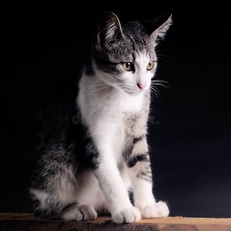 Puppy cat stock image. Image of looking, feline, kitty - 34105879