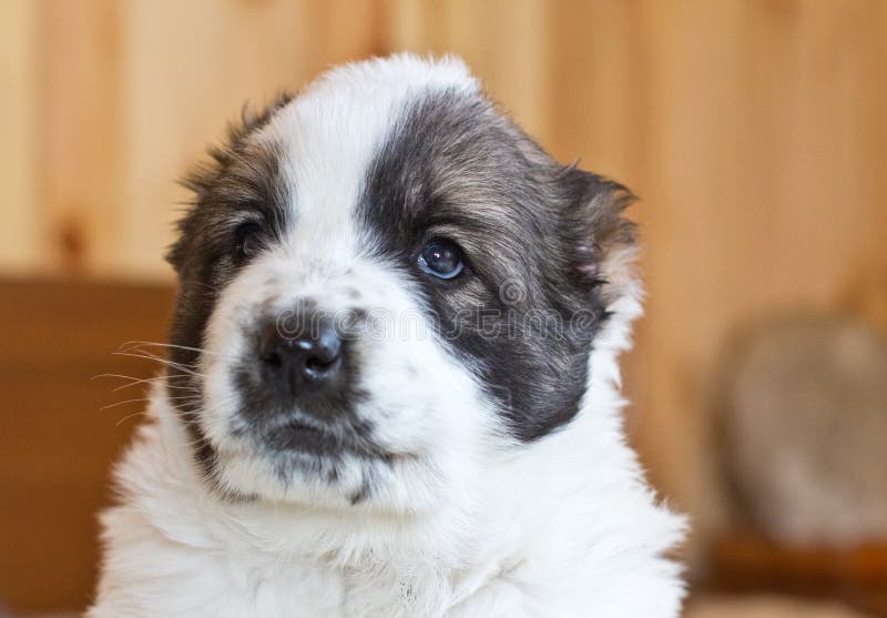 Puppy of the Central Asian Sheep-dog Stock Image - Image of portrait ...