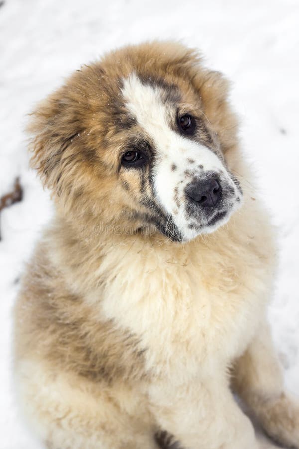 Puppy of Central Asian Shepherd (alabai) Stock Image - Image of ...