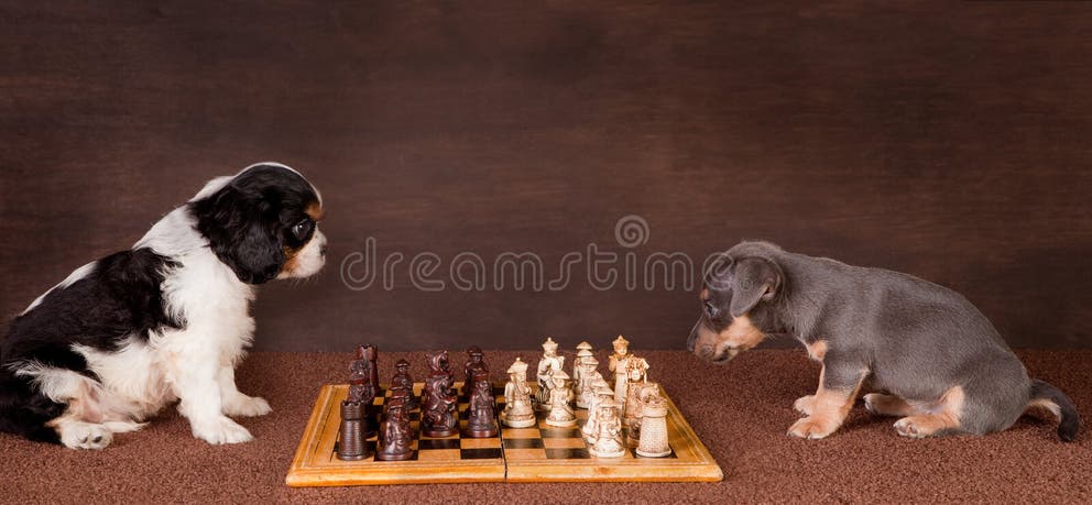 277 Dog Playing Chess Stock Photos - Free & Royalty-Free Stock Photos ...