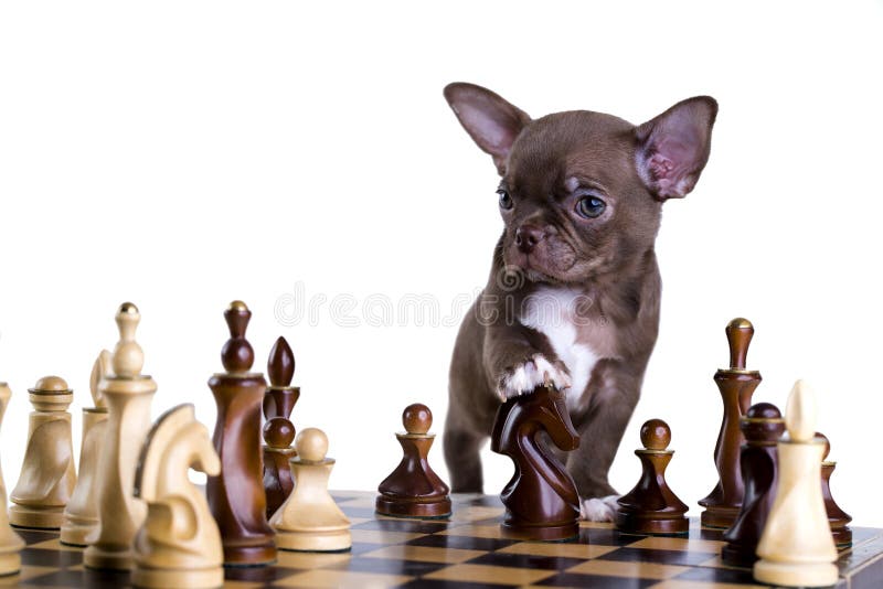 Puppy and chess piece stock photo. Image of battle, birthday - 23719258