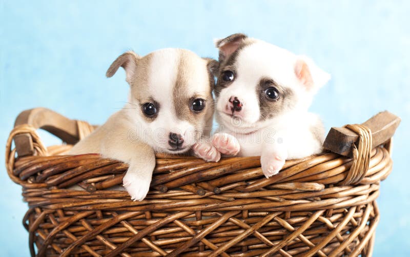 Chihuahua puppies stock image. Image of pure, hound, park - 3225241