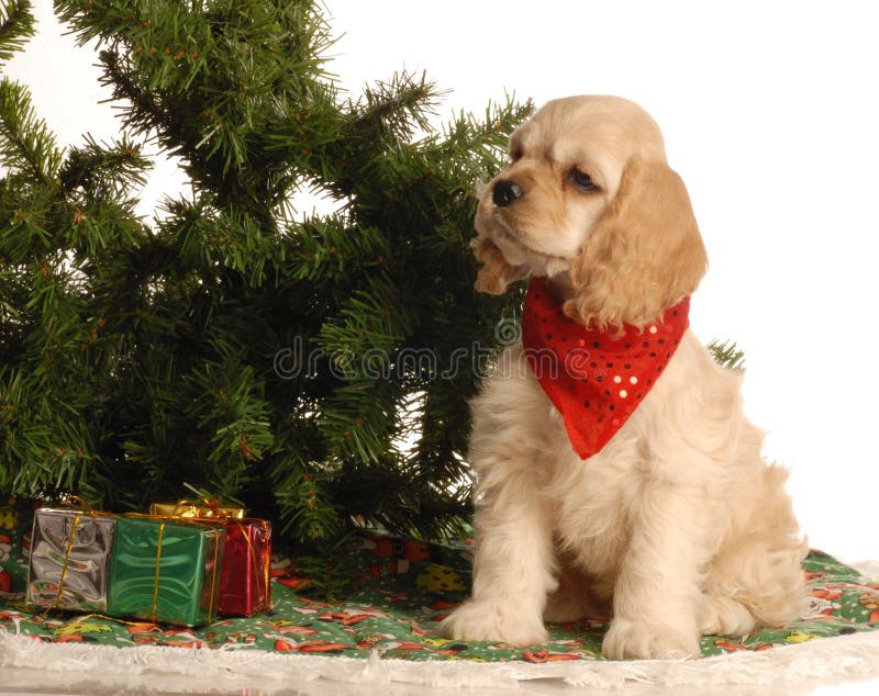 Puppy for christmas stock photo. Image of christmas, pooch - 11326456