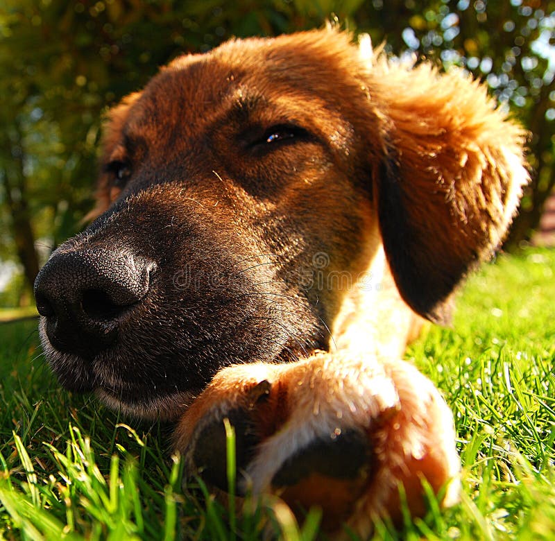 Puppy close up stock photo. Image of outdoors, rest, away - 3192054