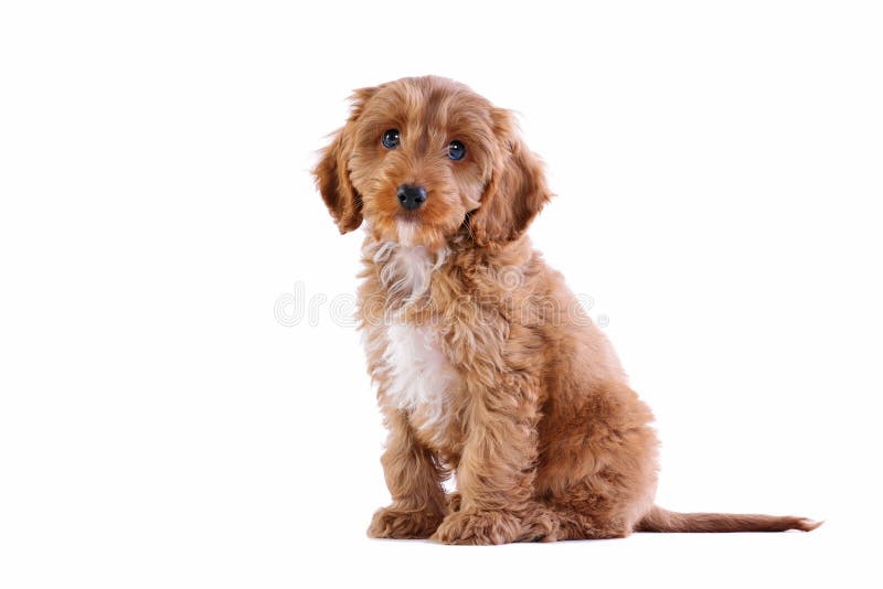 Red And White Cockapoo Adult