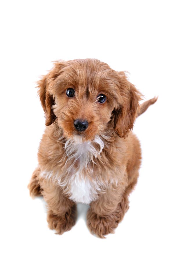 Cachorro Cockapoo Cockapoo Ideas | Cockapoo, Cute Puppies, Cute Dogs