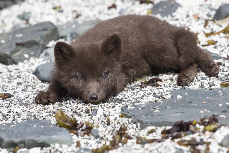 Puppy Commander Blue Fox is on the Sea Shore Summer Sunny Stock Photo ...