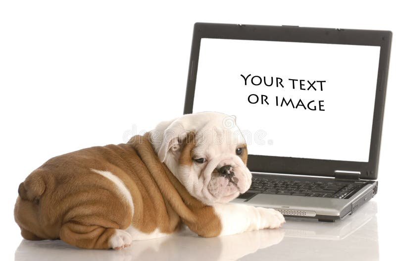 Savvy Dog Using a Computer Laptop Stock Image - Image of laptop ...